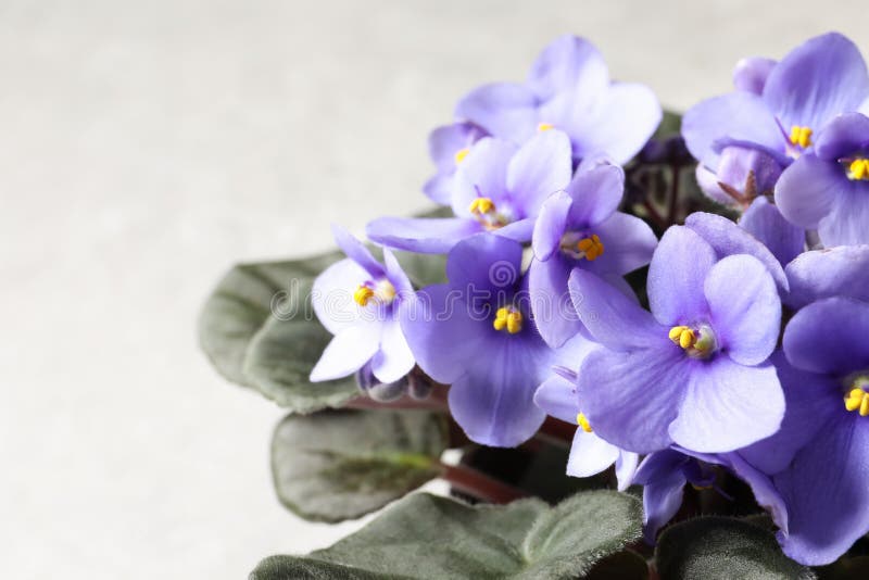 Beautiful Violet on Light Grey Background. Plant for House Decor Stock ...