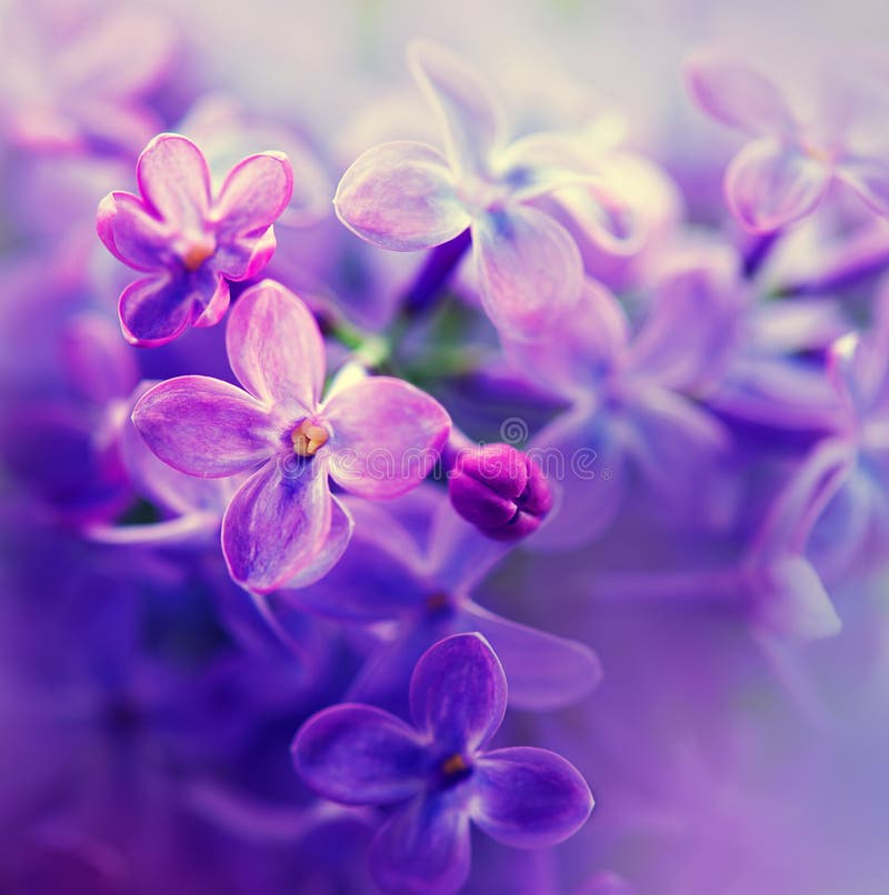 Beautiful Violet Lilac Flower Stock Photo - Image of focus, element ...