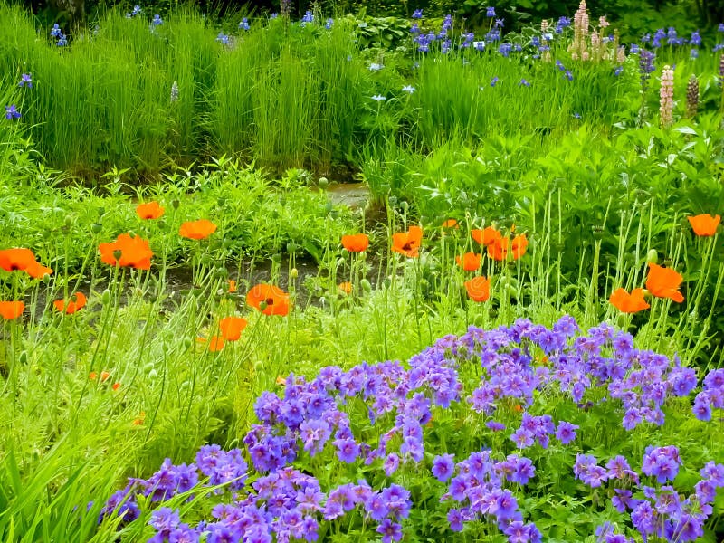 Summer time stock photo. Image of summer, violet, nature - 119977650