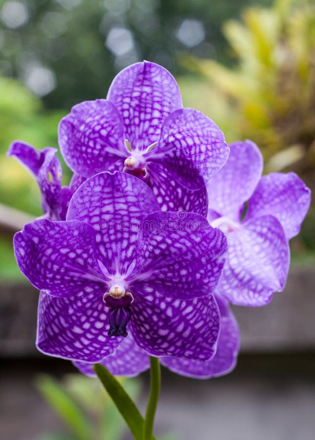 Beautiful violet orchid stock image. Image of flower - 27046527