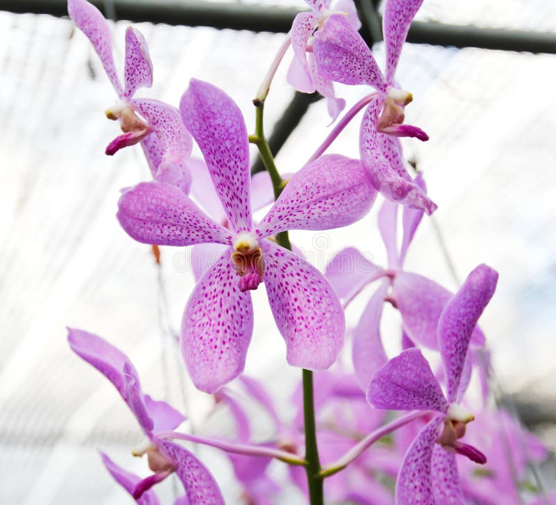Beautiful violet orchid stock image. Image of decoration - 81439823