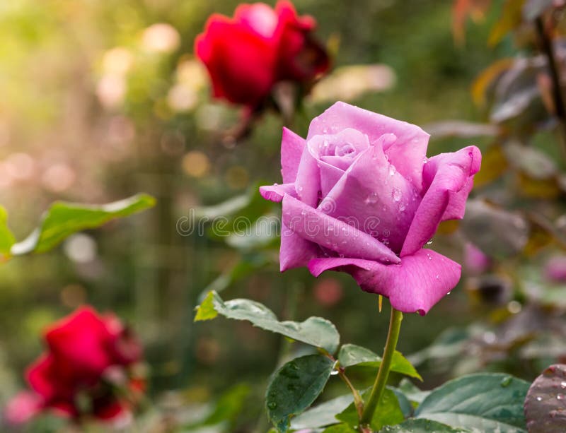 Beautiful Violet Rose in a Garden Stock Image - Image of garden, love ...