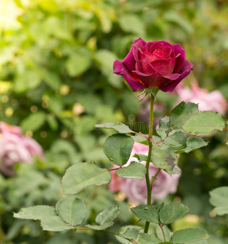 Beautiful Violet Rose in a Garden Stock Image - Image of floral, leaf ...