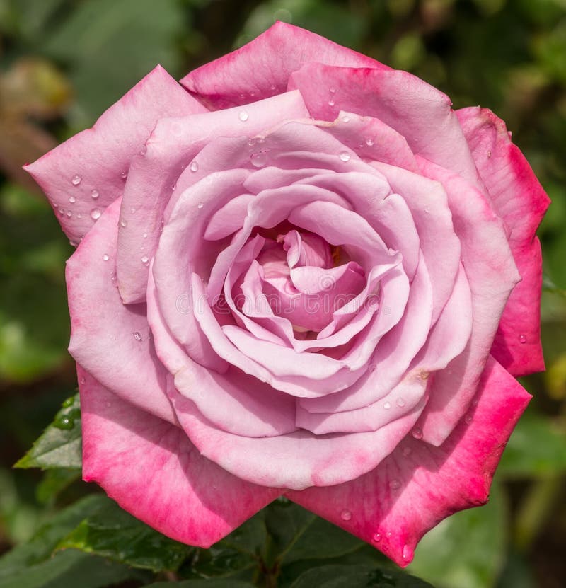 Beautiful Violet Rose In A Garden Stock Image - Image of garden ...