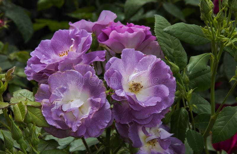 Beautiful Violet Roses in the Garden Stock Image - Image of nature ...