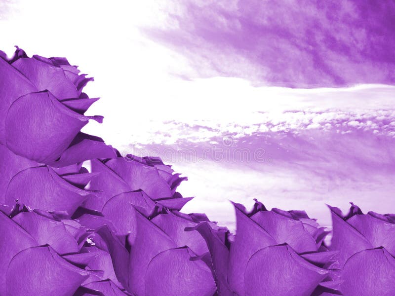 Beautiful violet roses. stock image. Image of sday, light - 158436719