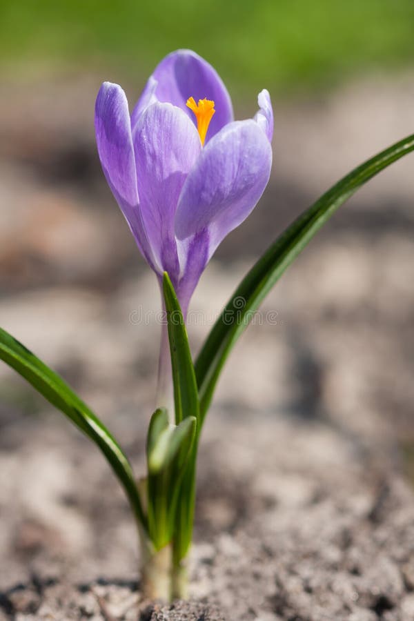 Violet spring flower stock photo. Image of flower, beautiful - 43430452