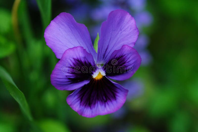 Beautiful Violet in Summer Park Stock Image - Image of summer, green ...