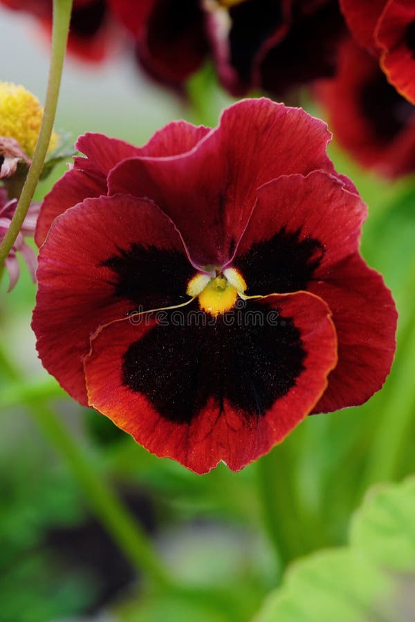 Beautiful Violet in Summer Park Stock Image - Image of view, green ...