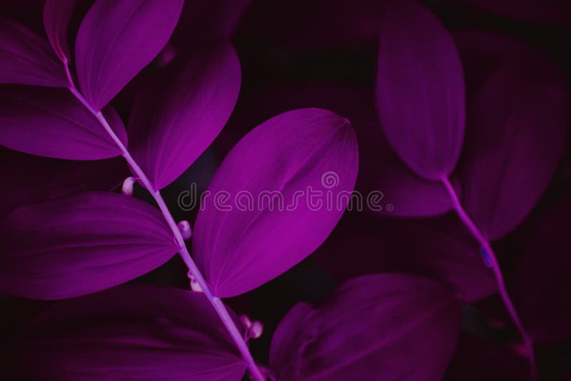 Purple Leaf Texture. Leaf Texture Background Stock Image - Image of ...