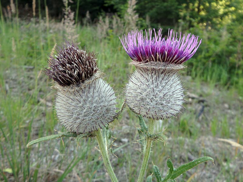 Beautiful violet thistle, stock image. Image of colorful - 97372691