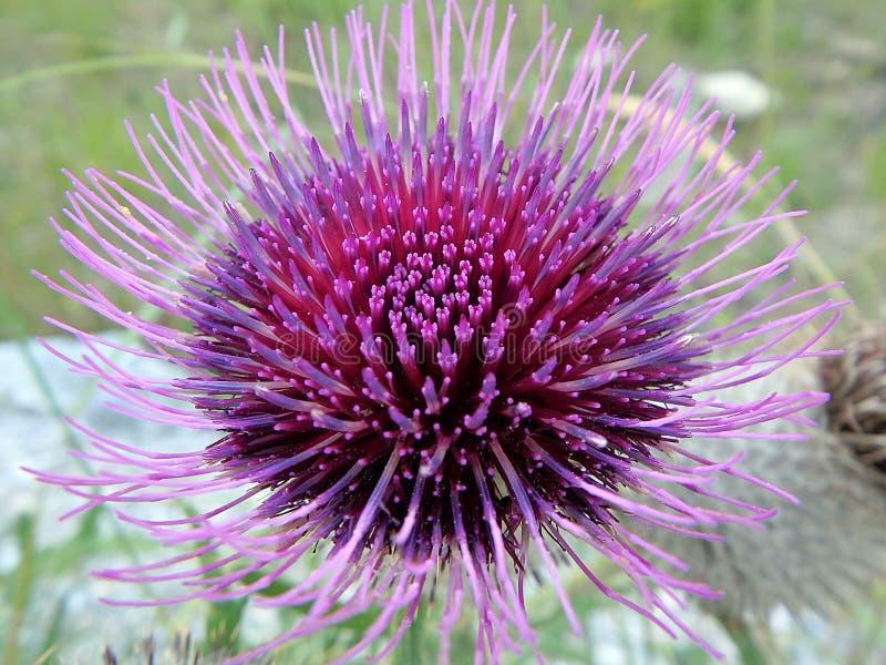 Beautiful violet thistle, stock photo. Image of flora - 97372698