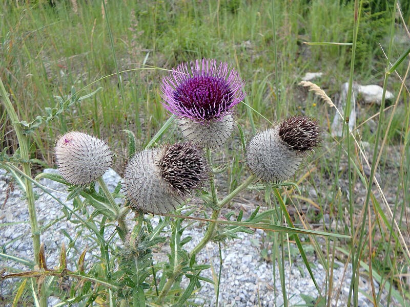 Beautiful violet thistle, stock image. Image of bloom - 98229467
