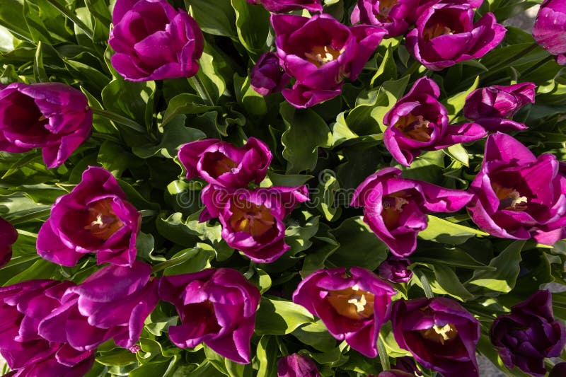 Beautiful Violet Tulips, Top View Stock Photo - Image of spring ...