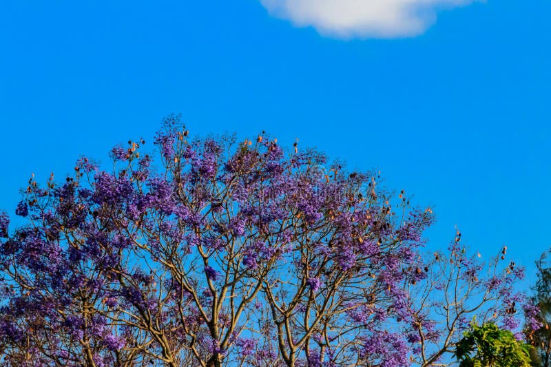 Beautiful Violet Vibrant Jacaranda Tree Stock Photo - Image of ...