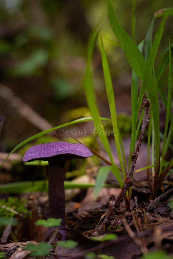 A Beautiful Violet Web-cap Growing in the Forest during Late Summer ...