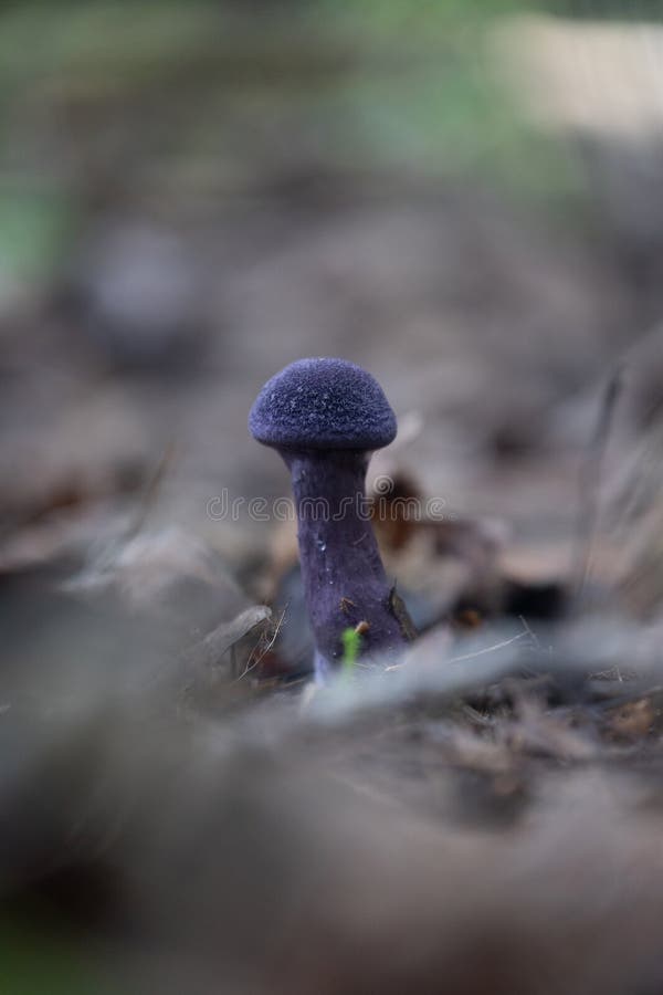 A Beautiful Violet Web-cap Growing in the Forest during Late Summer ...
