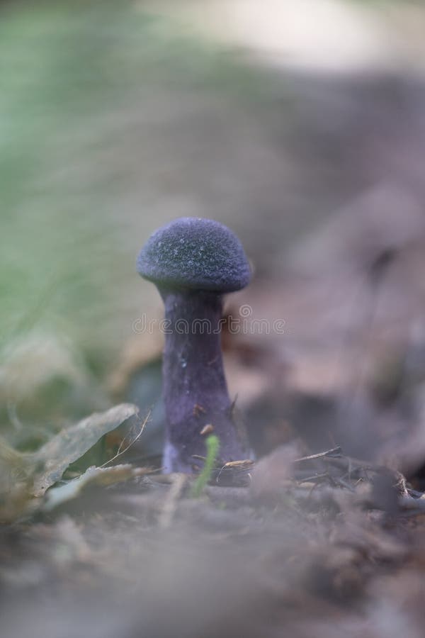 A Beautiful Violet Web-cap Growing in the Forest during Late Summer ...