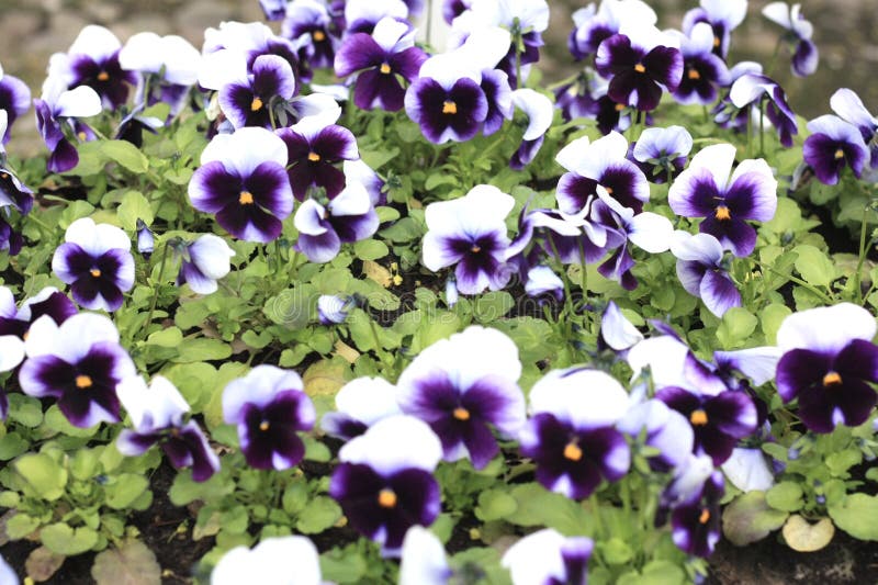 Beautiful Violets in the Garden Stock Image - Image of beautiful ...