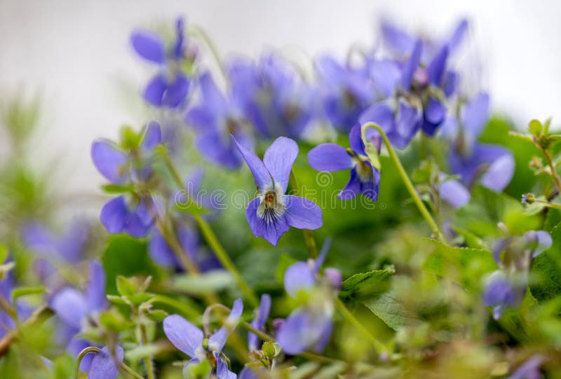 Beautiful Violets Growing in a Meadow in Spring Stock Photo - Image of ...