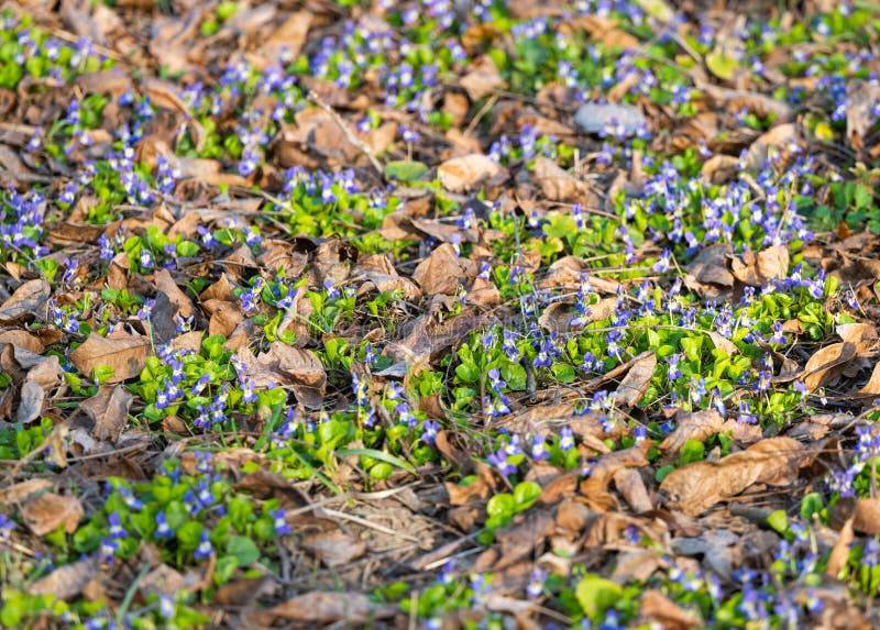 Beautiful Violets Growing in a Meadow Stock Photo - Image of fresh ...