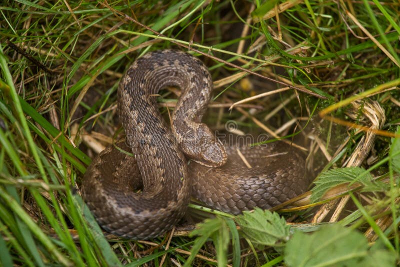 A Beautiful Viper Hiding in a Grass in Summer Meadow. Stock Photo ...