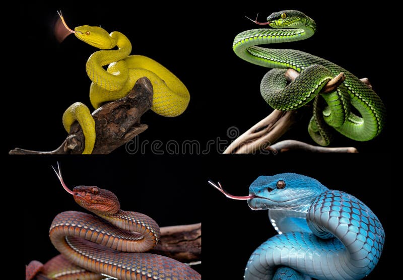 Beautiful Viper Snakes with Black Solid Background Stock Photo - Image ...