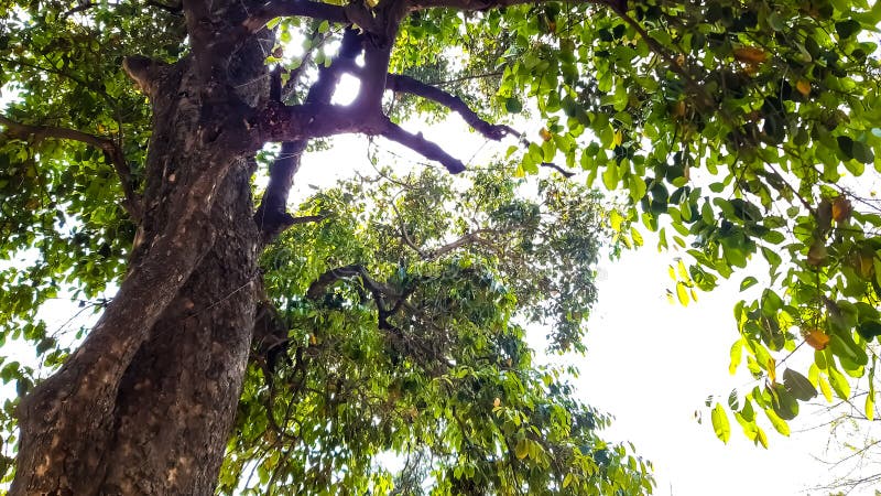 Beautiful Visual of High Tall Lush Green Tree. Stock Photo - Image of ...
