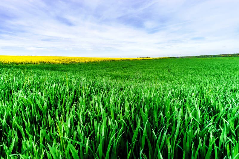 Beautiful Vivid Colors of Spring Plants Stock Photo - Image of ...