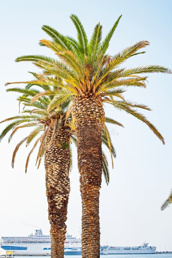 Palm Trees in Split, Croatia Editorial Photography - Image of equator ...