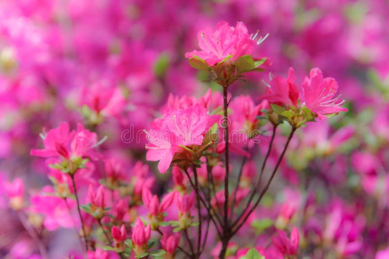 Beautiful Early Spring Flowers in Sunlight. Stock Image - Image of ...