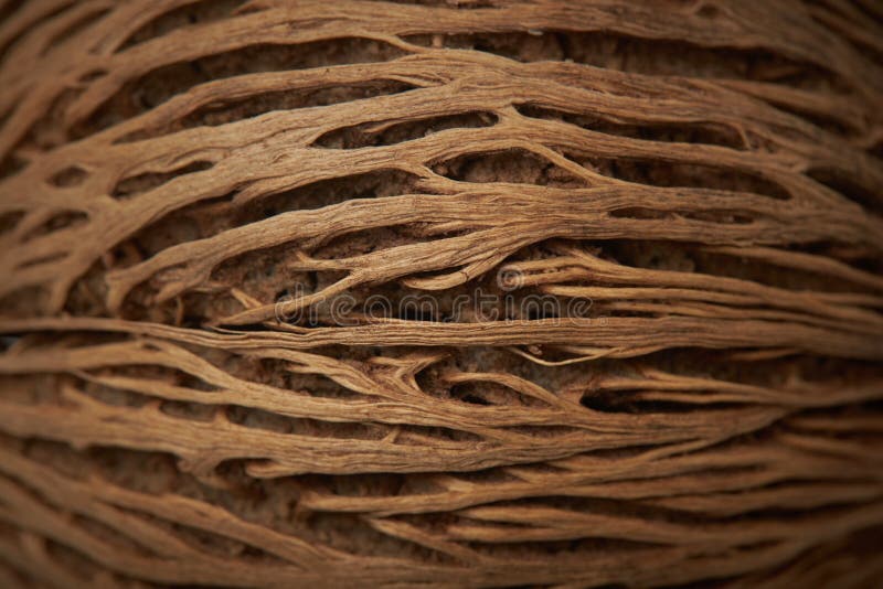 Beautiful Volumetric Texture of the Outer Shell of Coconut, Close-up ...