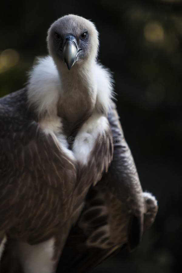 Beautiful vulture stock photo. Image of brown, flight - 122175340