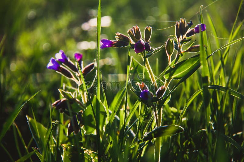 Beautiful Waking Landscape in the Spring Stock Photo - Image of outdoor ...