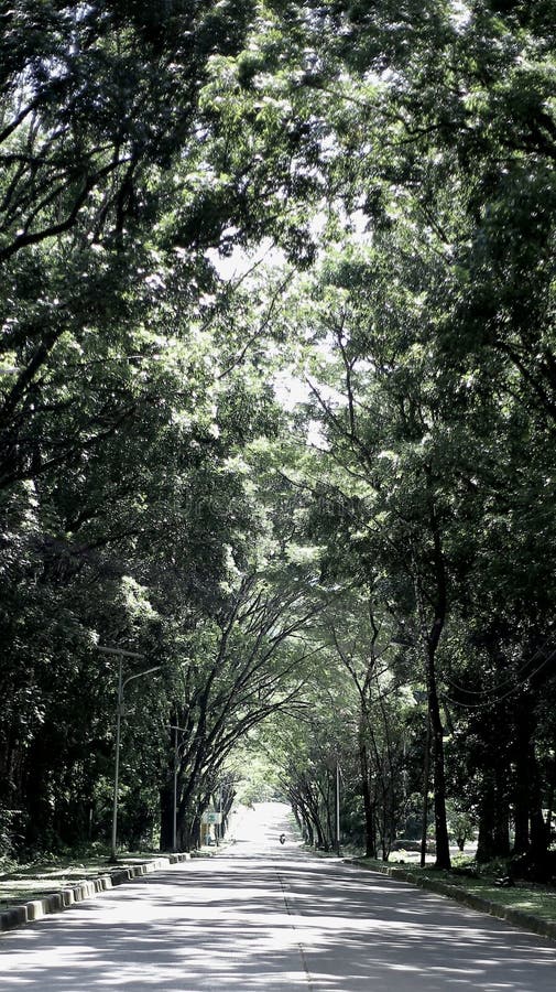 Beautiful Walk in the Middle of a Forest with Lots of Trees Stock Image ...