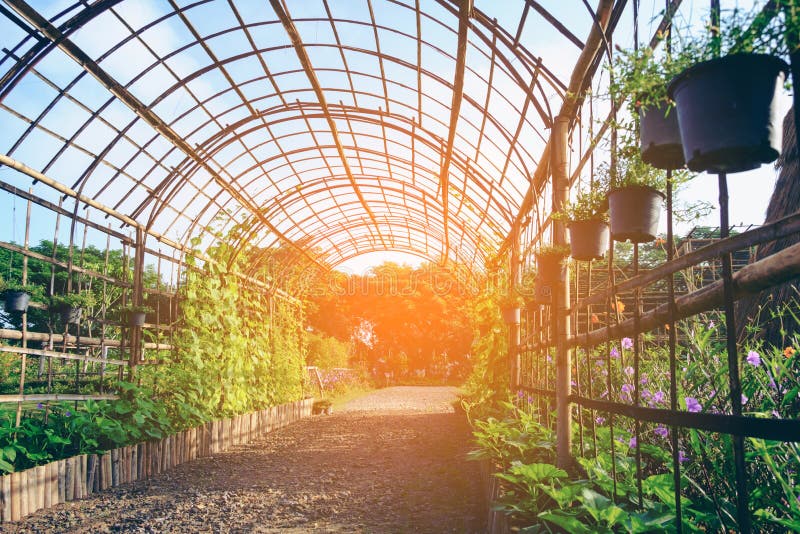 Beautiful Walk Way Plant Tunnel Stock Photo - Image of arch, natural ...