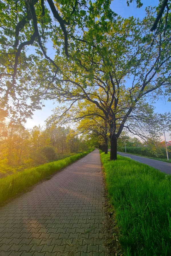 Beautiful Walking Path Along the Greenery and during Sunrise. Stock ...