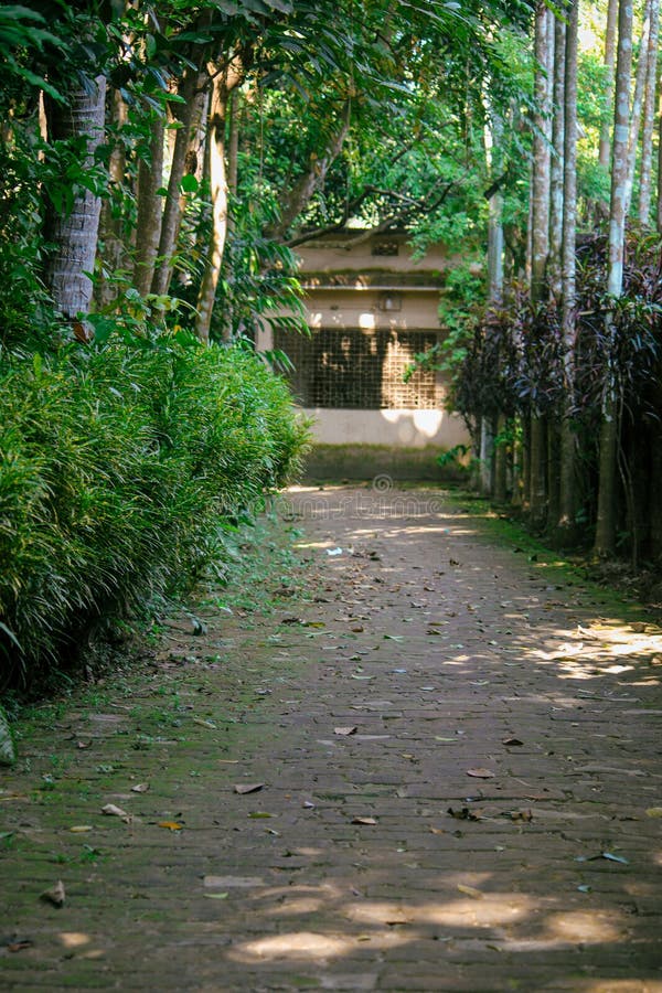 A Beautiful Walking Path in a Birch Forest on Trees in Tender Green ...