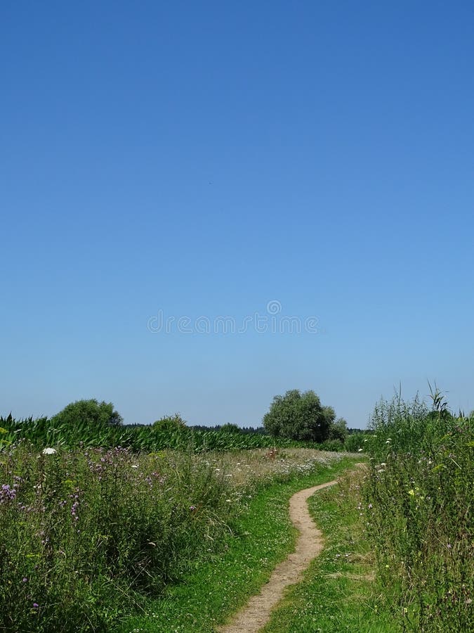 A Beautiful Walking Path through the Flower Meadows, with a Blue Sky ...