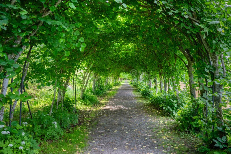 Beautiful Walking Path through a Tunnel of Vaulted Trees Stock Image ...