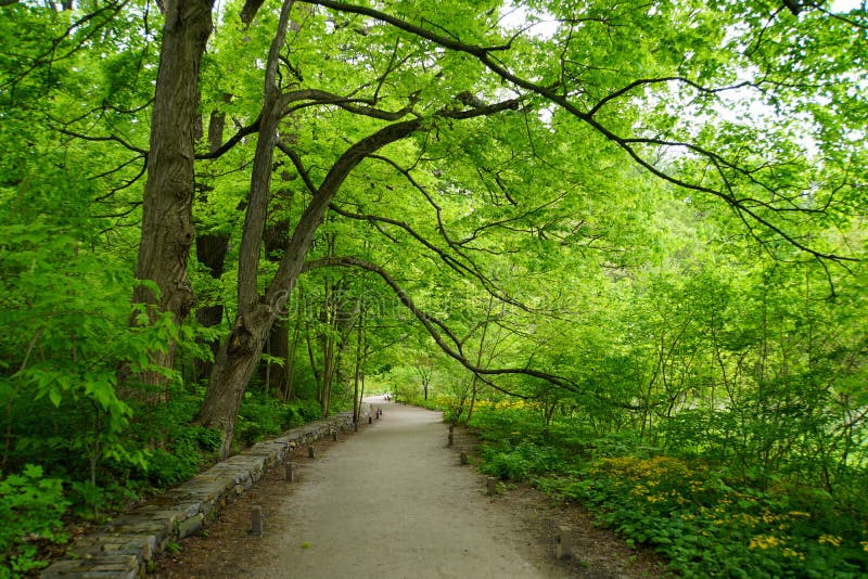 Beautiful Walking Path Underneath Lushes Green Trees Stock Photo ...