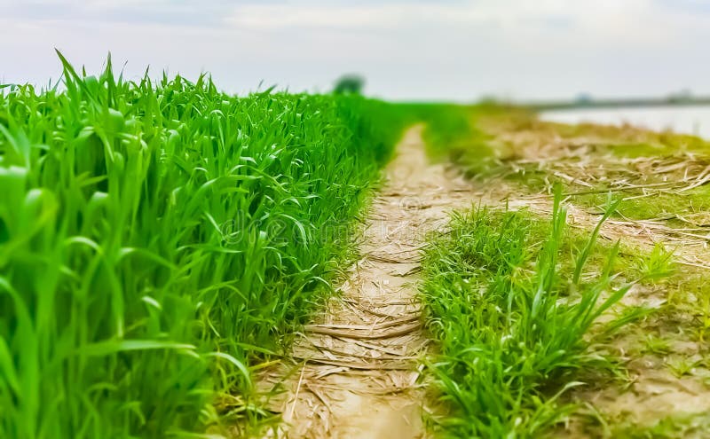 Beautiful Walking Track Passing through the Fields. Stock Image - Image ...