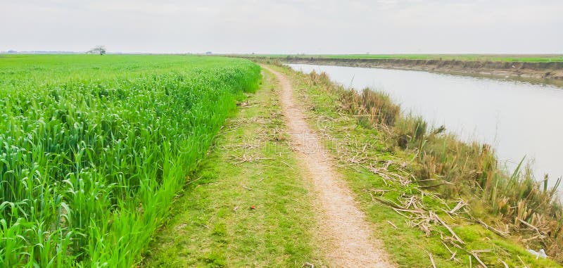 Beautiful Walking Track Passing through the Fields. Stock Photo - Image ...
