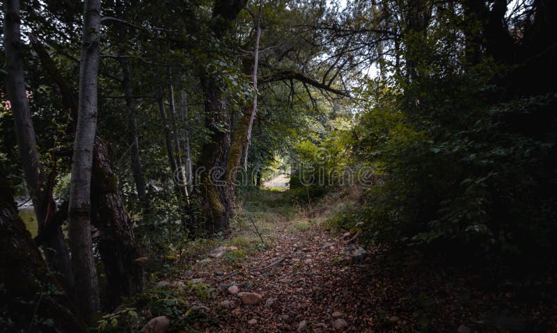 Beautiful Walking Trail through a Green Forest Stock Photo - Image of ...