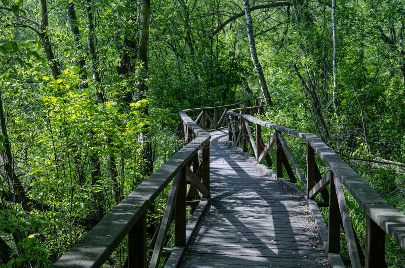 Beautiful Walking Trail or Wooden Footpath through the Swamp Stock ...