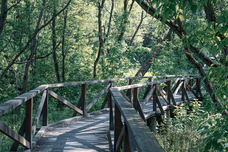 Beautiful Walking Trail or Wooden Footpath through the Swamp Stock ...