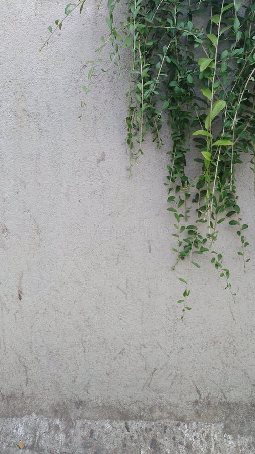 Beautiful Wall with Creepers Stock Photo - Image of wall, beautiful ...