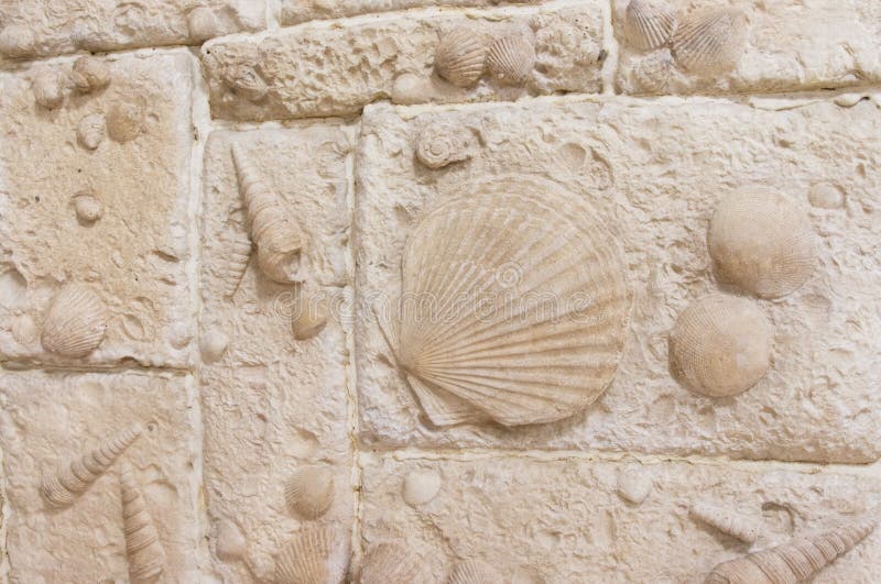 Beautiful Wall with Shell Patterns Stock Image - Image of decor ...