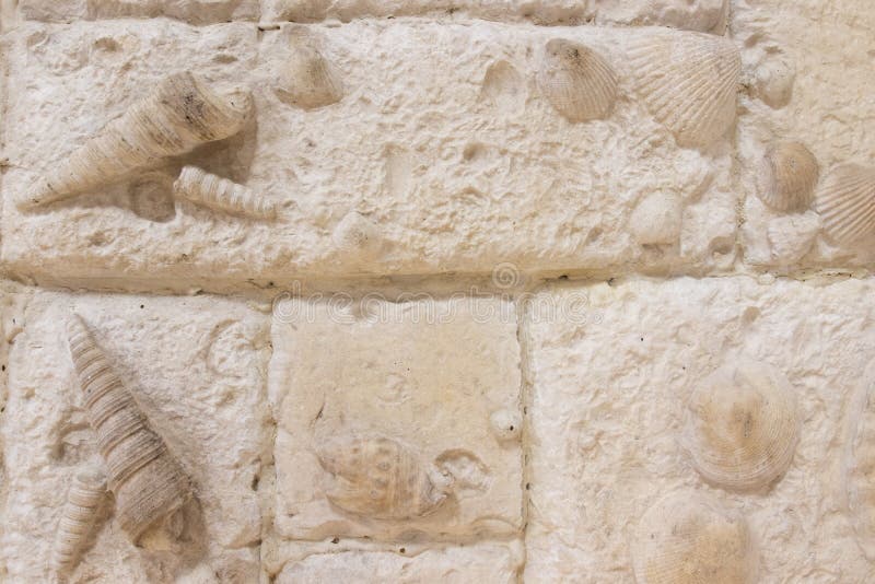 Beautiful Wall with Shell Patterns Stock Image - Image of decor, life ...