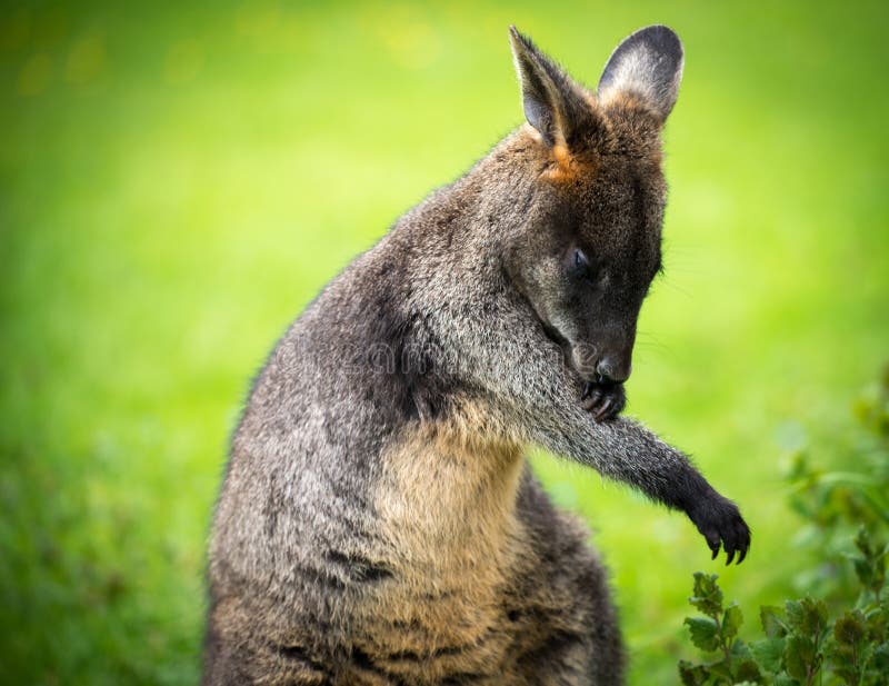 Beautiful wallaby stock photo. Image of joey, petrogale - 36530660